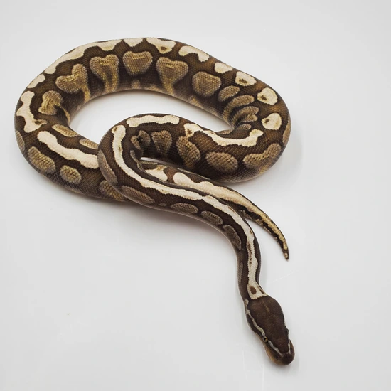 GHI LESSER 66% Het Puzzle Ball Python by BADD Reptiles