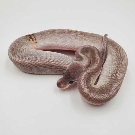 Super Cinnamon Fire Ball Python by BADD Reptiles