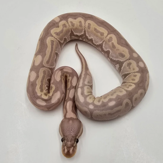 Banana Het Red Vanilla Ball Python by BADD Reptiles