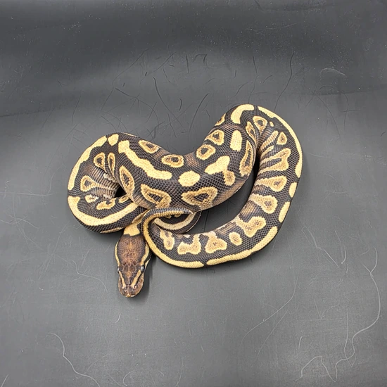 Mojave Yellow Belly Ball Python by BADD Reptiles