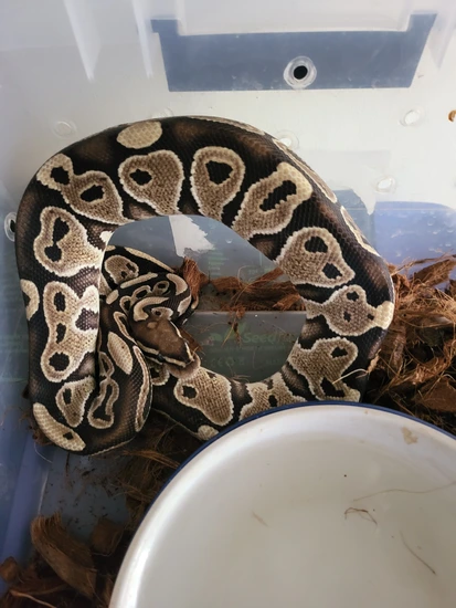Special Girl Ball Python by Light warrior reptiles