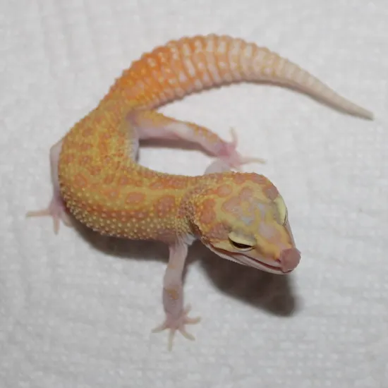 Red Stripe Tang Raptor Poss WY Leopard Gecko by REPSINTX