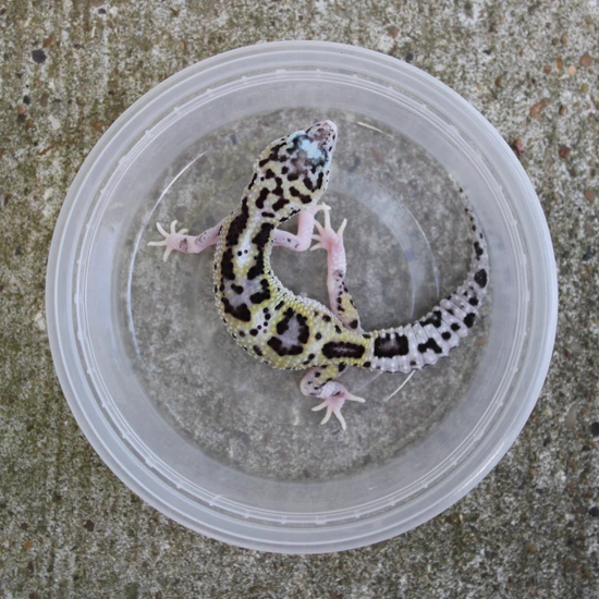 Snow Hyper Xanthic Eclipse Leopard Gecko by REPSINTX