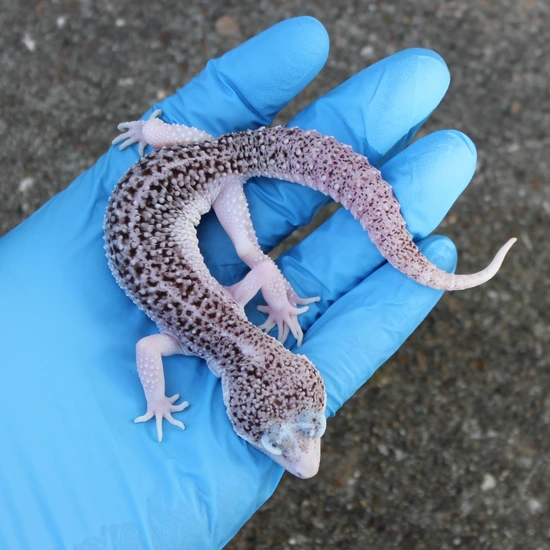 Hyper Xanthic Galaxy Leopard Gecko by REPSINTX