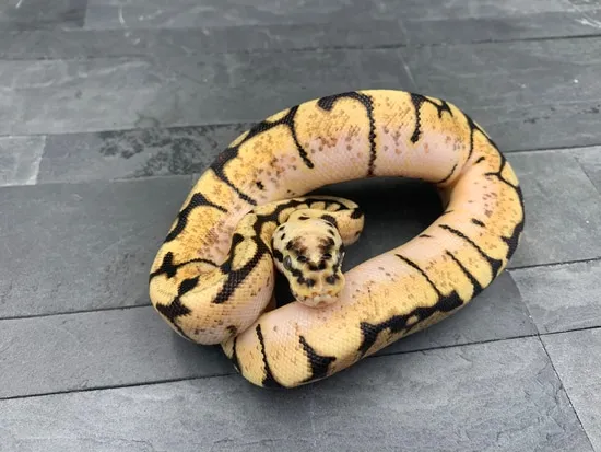 Vanilla Bumblebee Ball Python by 12 Mile Reptile