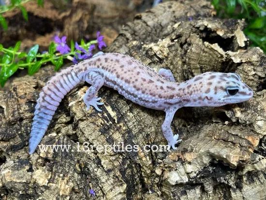 Patternless PH Oreo & Ghost African Fat-Tailed Gecko by 13 Reptiles