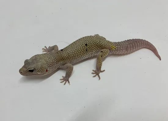 Proven Breeder Male Blizzard *FREE SHIPPING* Leopard Gecko by Morph ...