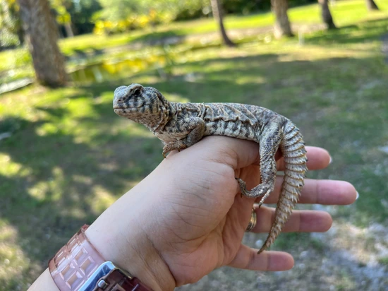 Ornate Uromastyx Female - Uromastyx Ornata by Two Amigos Import & Export