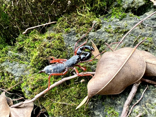 Thai Red Leg Vinegaroon- Thelyphonus Sp More Invertebrate by Two Amigos ...