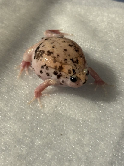 Cookies -n- Cream Chubby Frog Cb 24- Kaloula Pulchra Other Tree Frog by ...