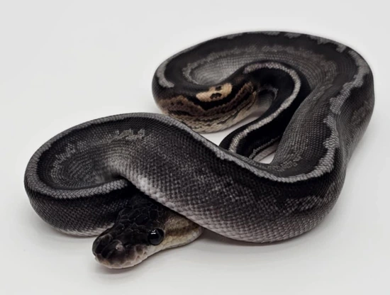 OD Black Razor Cypress Paradox Poss YB Ball Python by Too Many Ballz