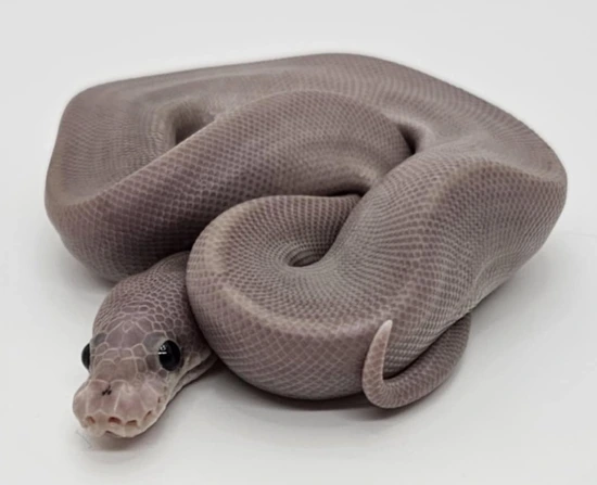 (S)Banana OD Cypress Black Razor (YB) Ball Python by Too Many Ballz