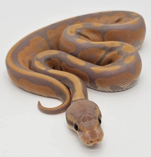 OD Banana BP Ball Python by Too Many Ballz