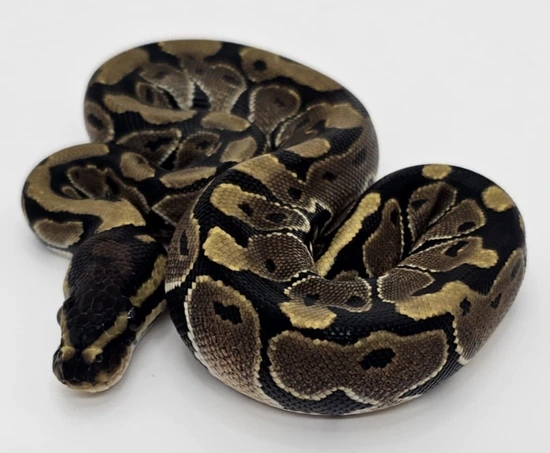 OD Razor Enchi Ball Python by Too Many Ballz