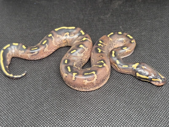 Super Asphalt Het Pied Ball Python by Morph Flex Ball Pythons