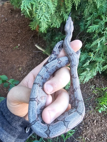 Bolivian Silverback Boa Short-Tailed Boa Constrictor by AJM Reptiles