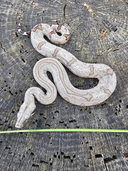 Striped Silverback Boa Short-Tailed Boa Constrictor by AJM Reptiles
