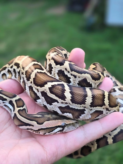 Oddball Burm Poss Het Green Albino Granite Burmese Python by AJM Reptiles
