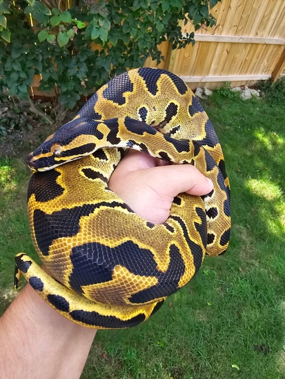 Burmball Orange Dream Enchi Yellow Belly Poss Het Albino Granite Green ...