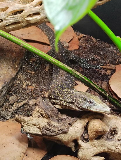 Golden Spotted Tree Monitor Golden-Spotted Tree Monitor by AJM Reptiles