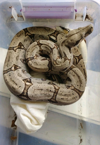 Bolivian Silverback Boa Short-Tailed Boa Constrictor by AJM Reptiles