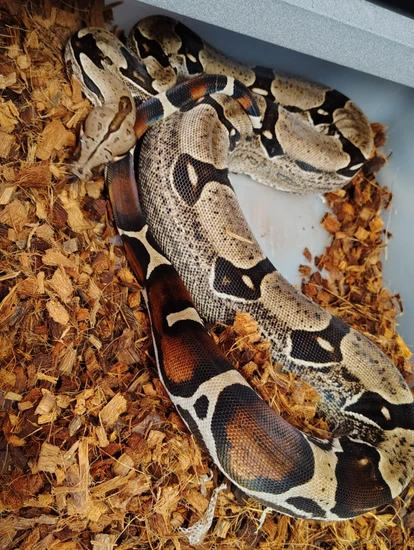 Suriname Bcc True Red-Tailed Boa Constrictor by AJM Reptiles