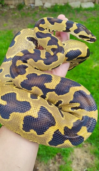 Burmball OD Echi Poss Yb Het Green Albino Granite Ball Python by AJM ...