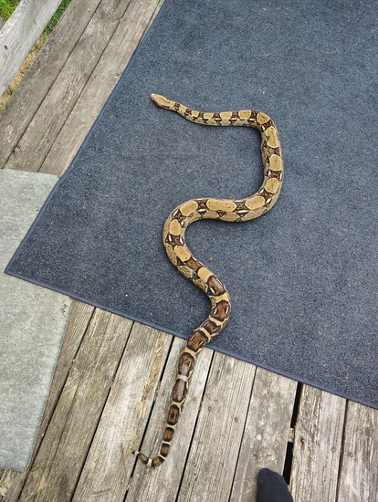 6ft Normal Bci Boa Constrictor by AJM Reptiles