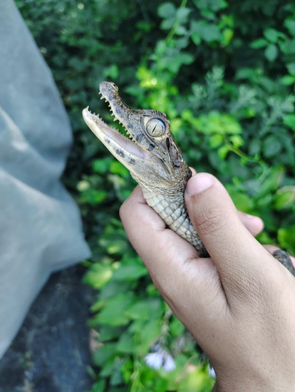 Diamond Caiman Yacare Caiman by AJM Reptiles