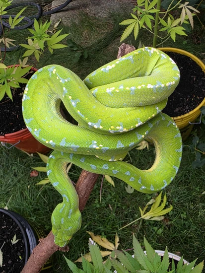 Sorong Green Tree Python by AJM Reptiles