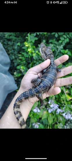 Diamond Caiman Yacare Caiman by AJM Reptiles