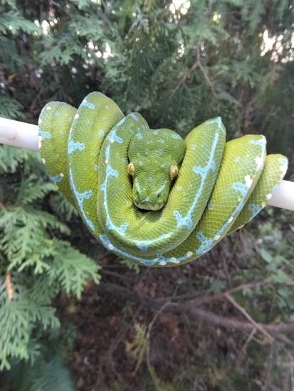 Sorong Green Tree Python by AJM Reptiles
