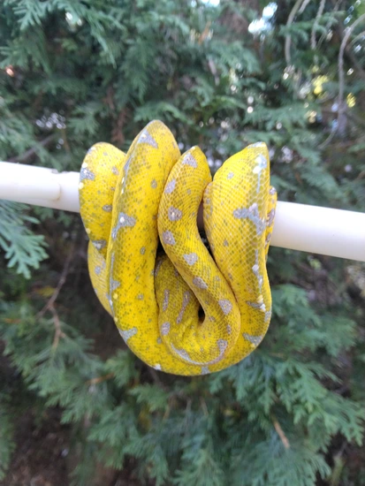 Cyclops Green Tree Python by AJM Reptiles