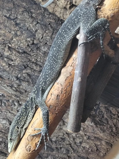 Golden Spotted Tree Monitor Golden-Spotted Tree Monitor by AJM Reptiles