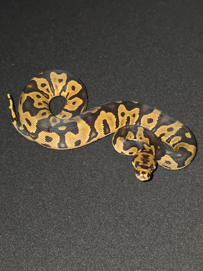 25 Acid Clown Ball Python by 419 Morphs, LLC