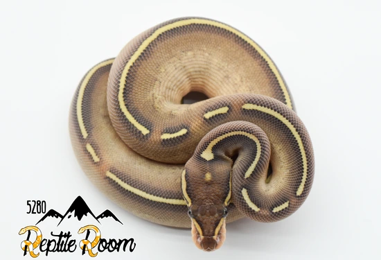 Ghi Freeway Ball Python by 5280 Reptile Room