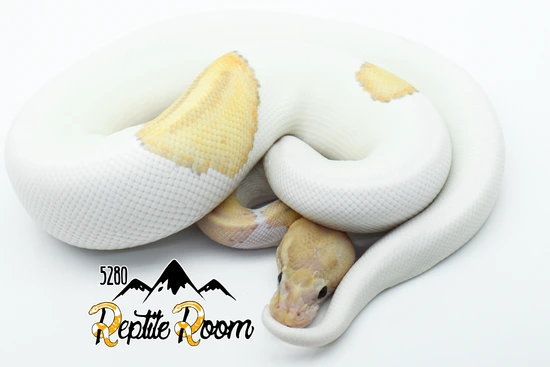 Banana Pinto Pied Ball Python by 5280 Reptile Room