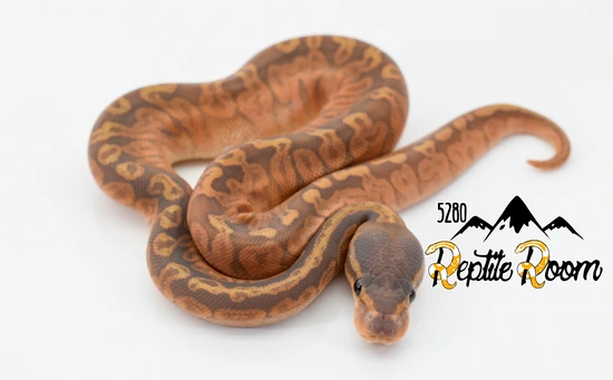 Sunset Ghost Ball Python by 5280 Reptile Room