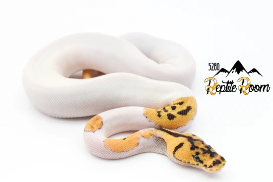 Pastel Clown Pied Ball Python by 5280 Reptile Room