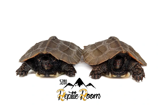 CBB Baby Vietnamese Black Breasted Leaf Turtles More Turtle by 5280 ...