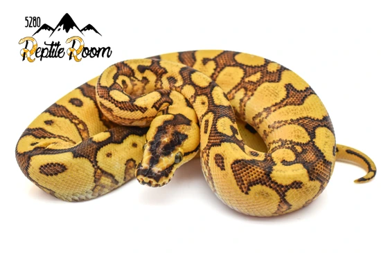 Super Redstripe Enchi Fire 100% Het Clown Ball Python by 5280 Reptile Room