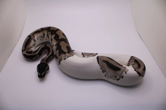 Lightning Pied Ball Python by 603-Pieds