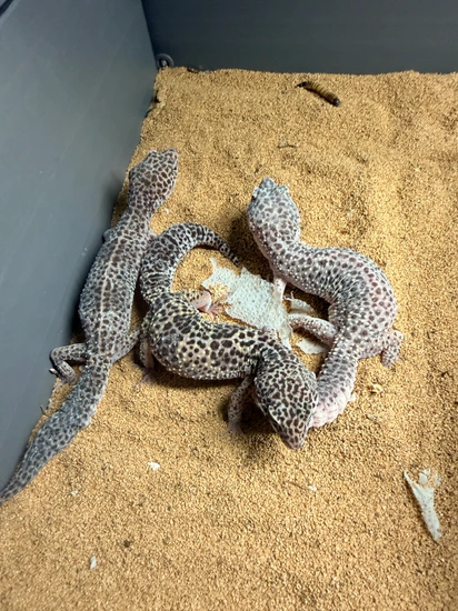 Mack Snow Breeding Group Leopard Gecko by 419Exotics