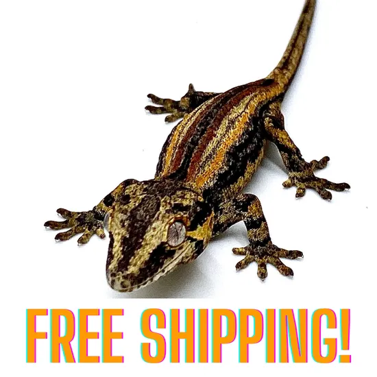 Baby Autumn Oasis Striped Gargoyle Gecko by 6th Day Creatures