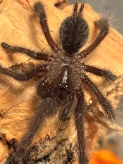 2” Phan Cay Tiger Ornithoctoninae Sp Phan Cay Blue Tarantula by Crystal ...