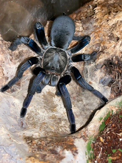 Cobalt Blue Cyriopagopus Lividus 1” Tarantula by Crystal Palace Exotics