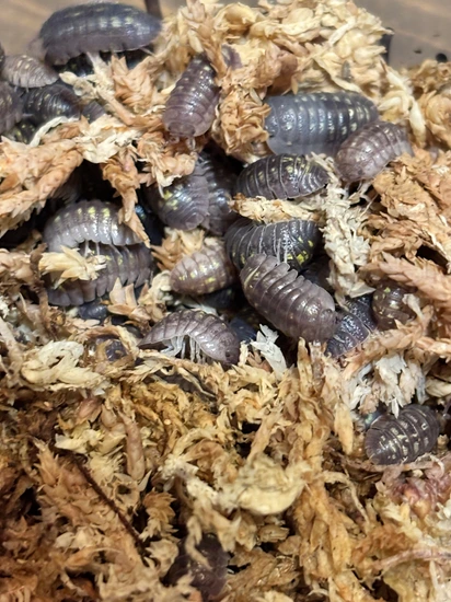 10ct Armadillidium Granulatum Yellow Spanish Isopod by Crystal Palace ...