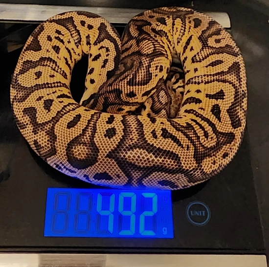 Pastel Acid Clown Ball Python by Yetti Morphs