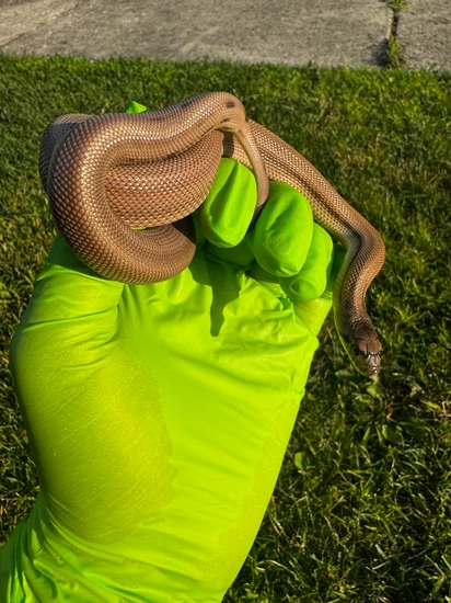 Patternless Het Hypo 66% Albino Axanthic Whitesided Bullsnake by 7vns ...