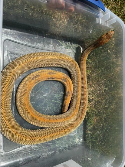 (Proven)Patternless Het Hypo Whitesided 66% Albino Axanthic Bullsnake ...